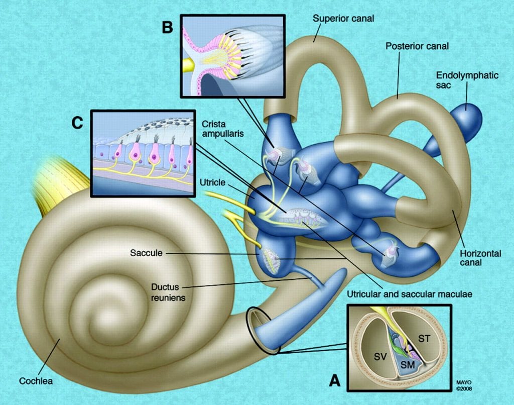 Vestibular impairment and its association to the neck and TMJ - MSK ...