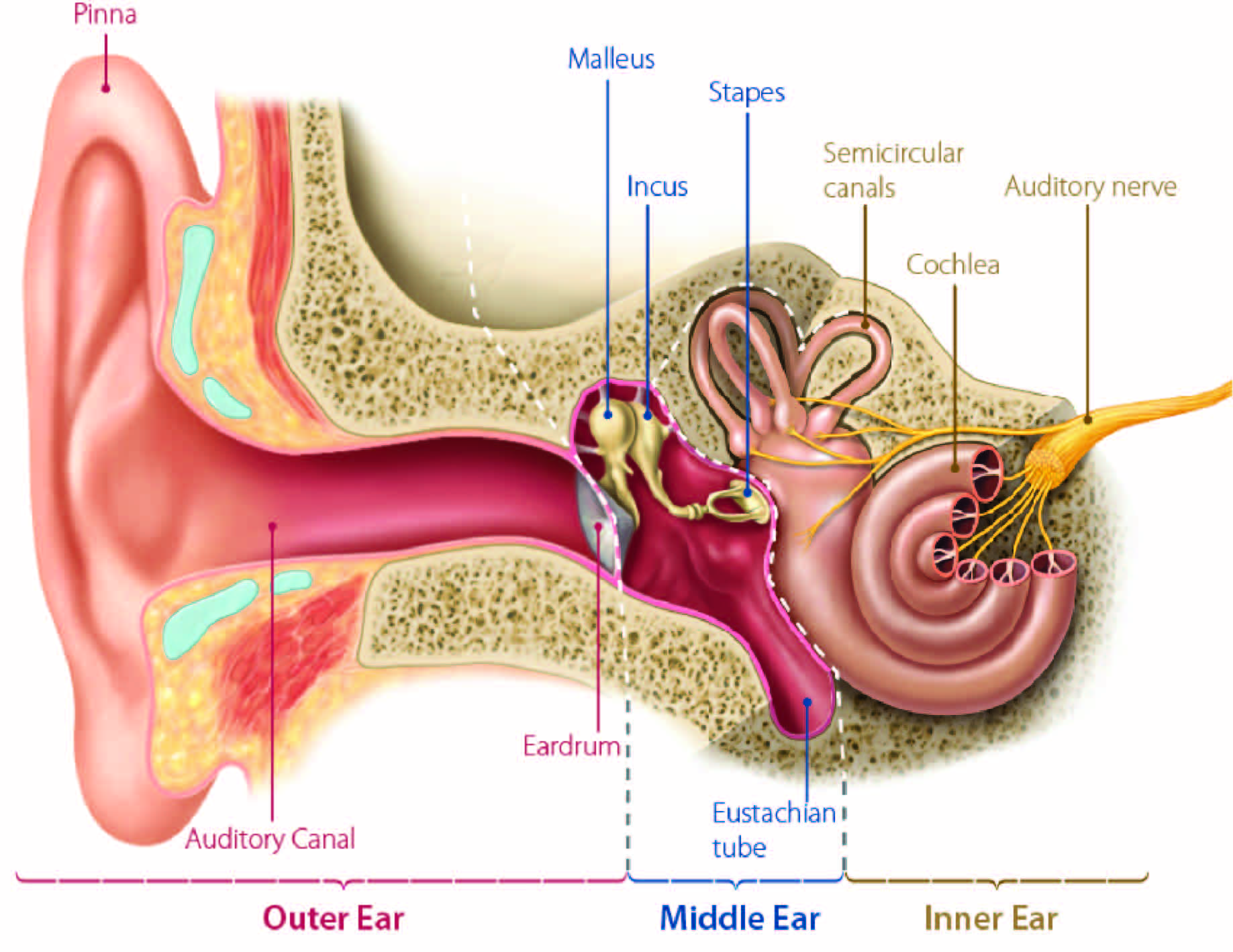 The Association Between Tinnitus The Neck And TMJ MSK Neurology